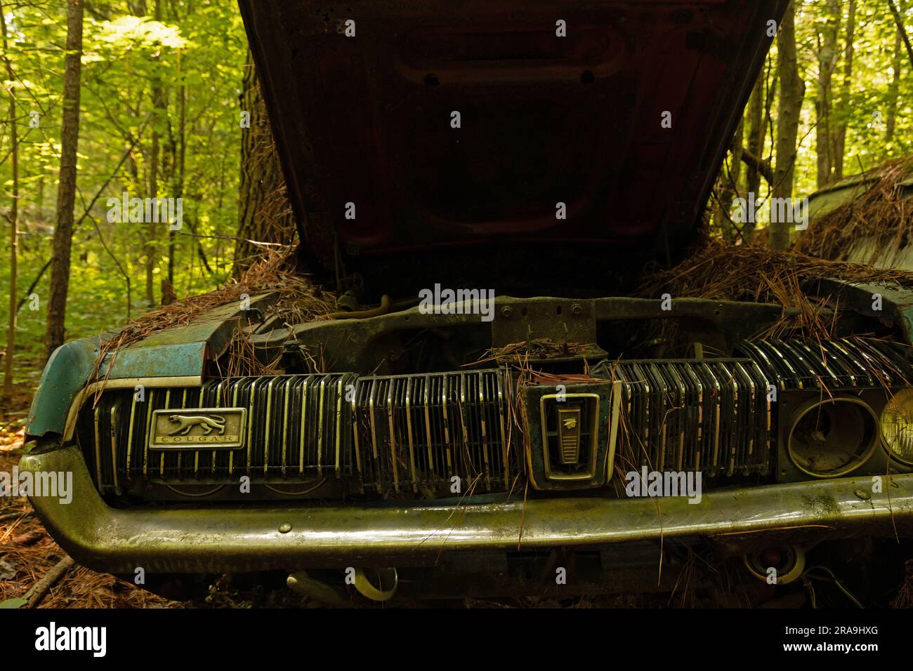 Abandoned classic cars in forest hi-res stock photography and images - Alamy