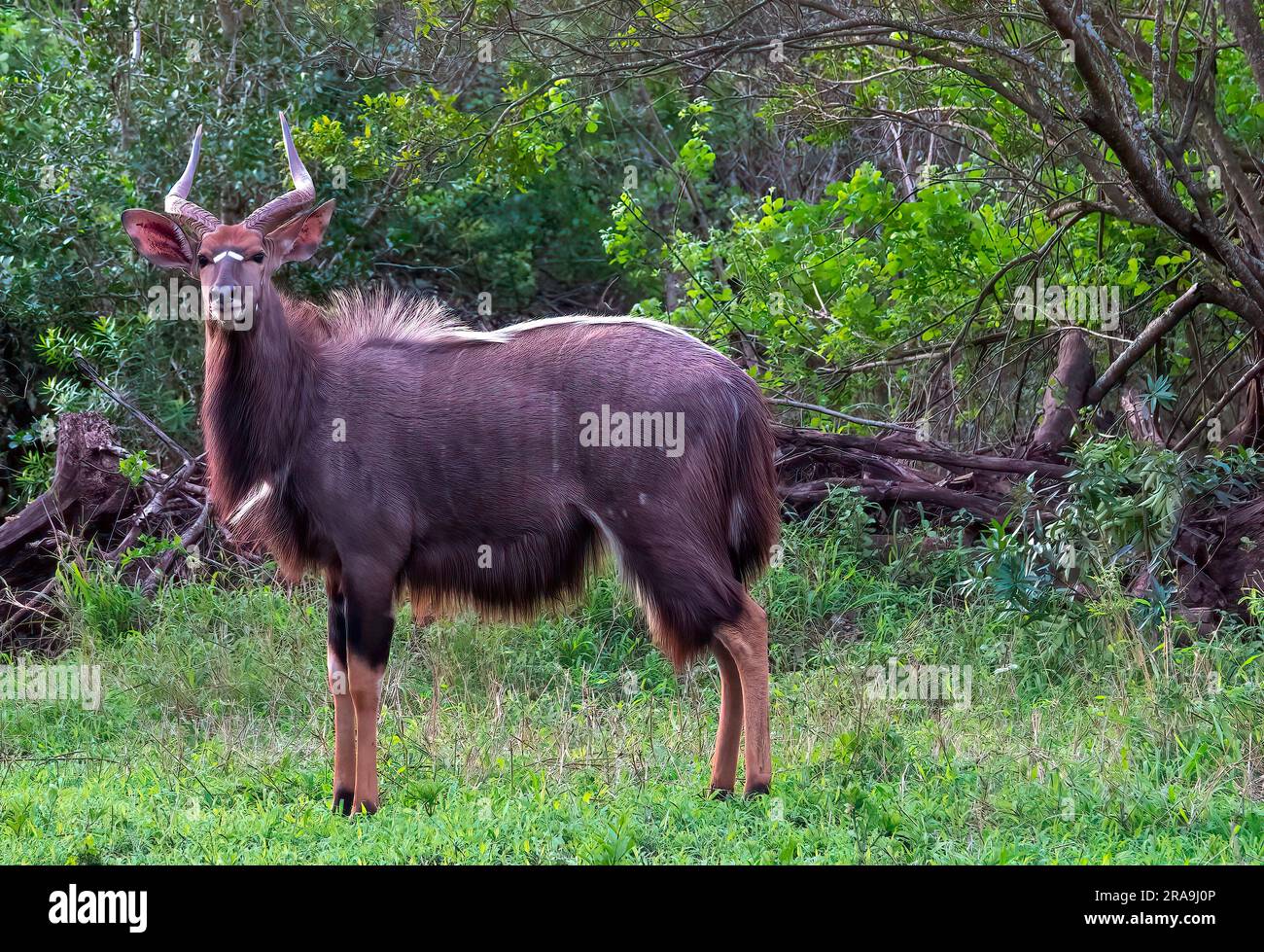 Ram displays hi-res stock photography and images - Alamy
