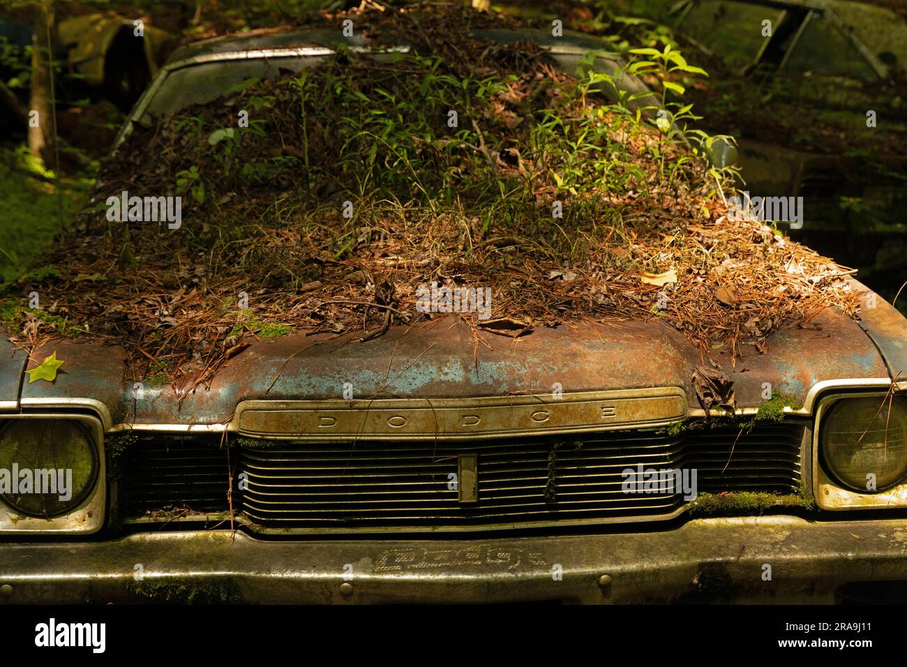 old vintage wrecked car in a forest Stock Photo - Alamy