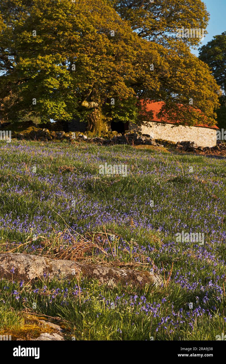 English Bluebells (Hyacinthoides non-scripta) in ancient field with red ...