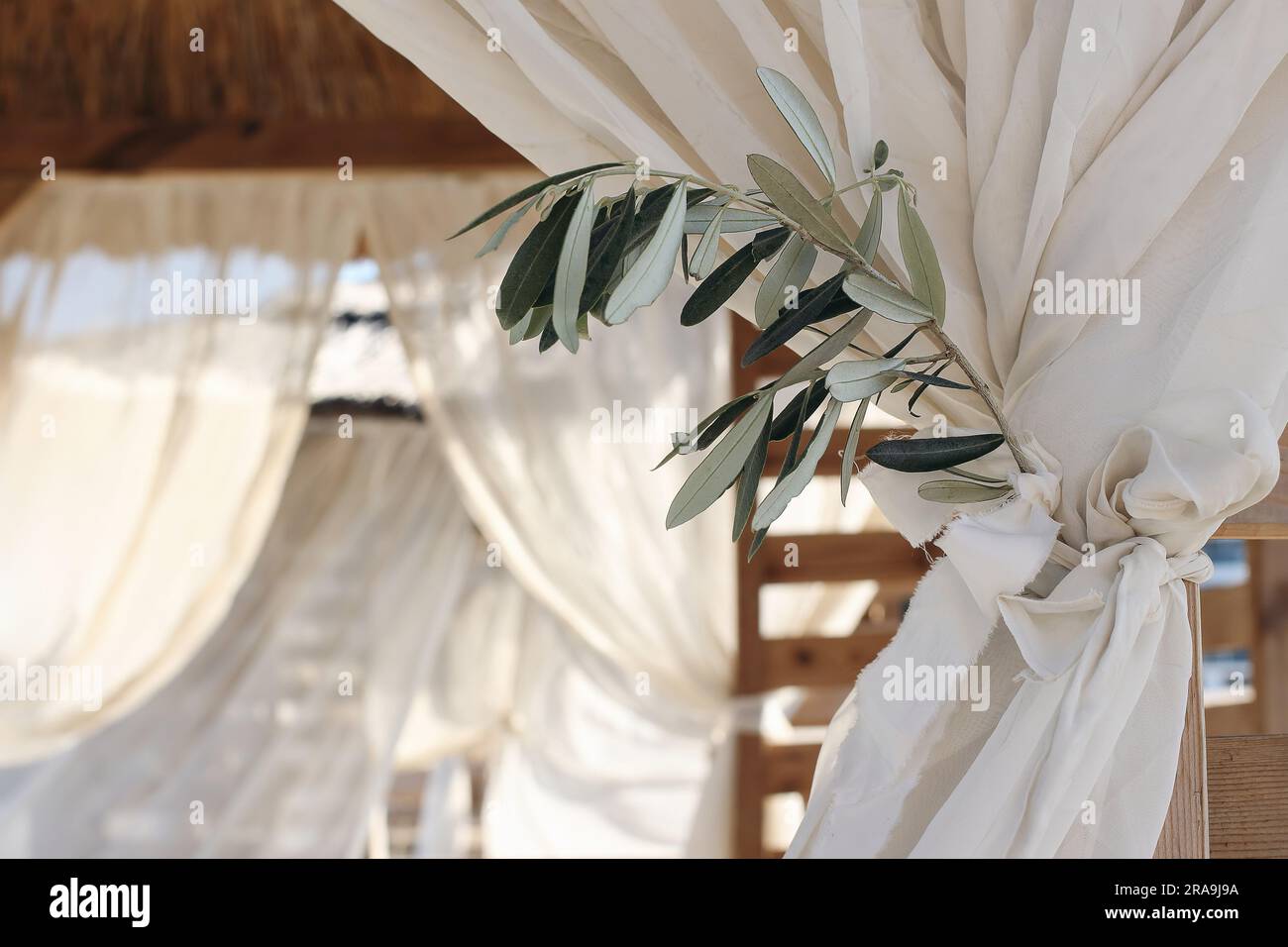 Closeup of green olive tree branch, blurred organza veils. White beach ...