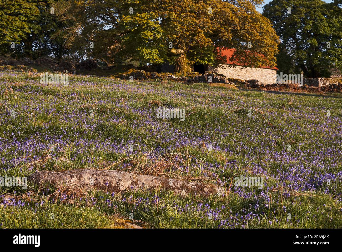 English Bluebells (Hyacinthoides non-scripta) in ancient field with red ...