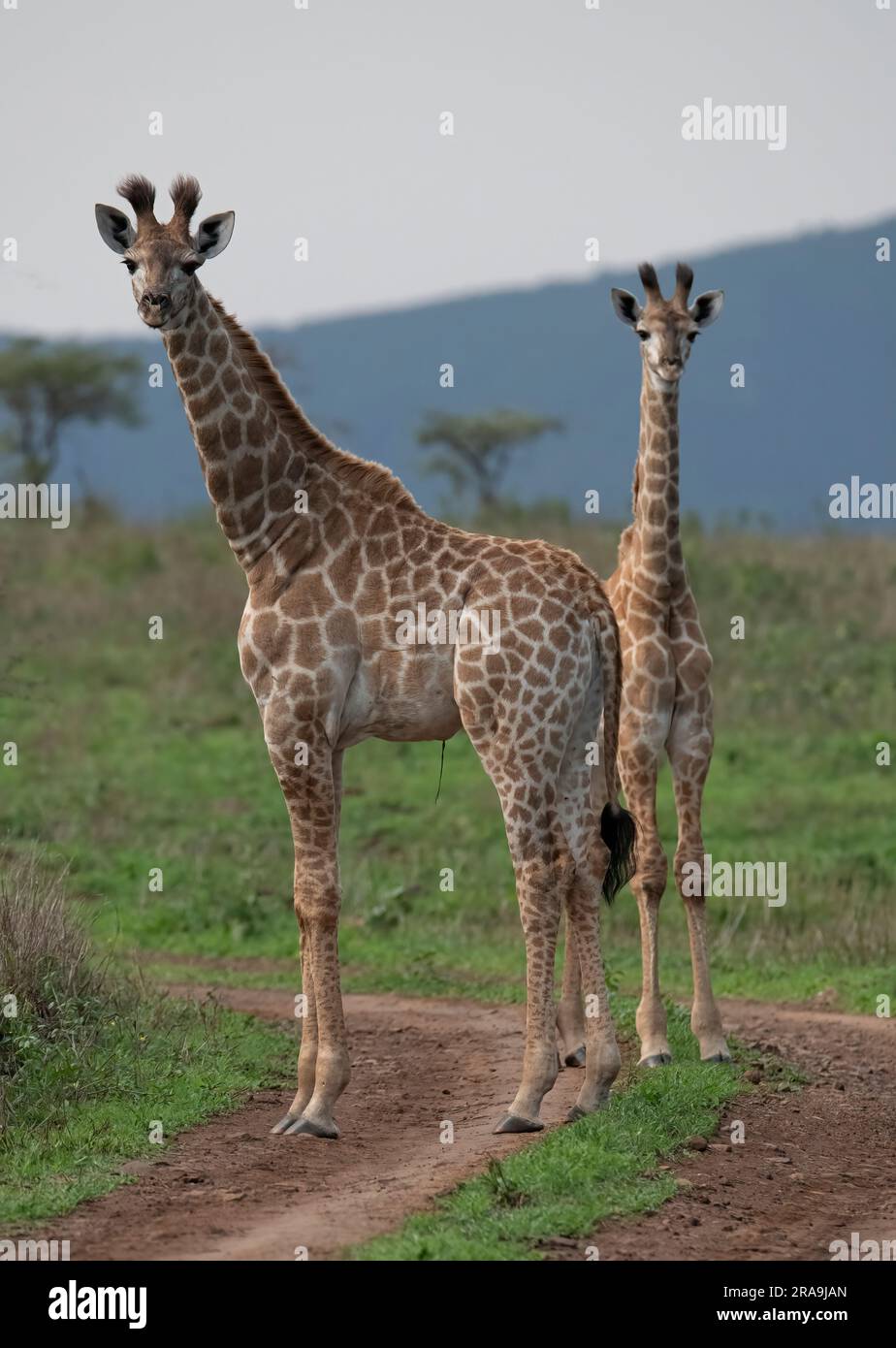 Pair of the giraffes hi-res stock photography and images - Alamy