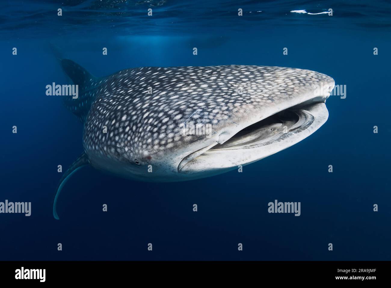 Underwater shot of a giant Whale Shark with spot patterns in blue ocean ...