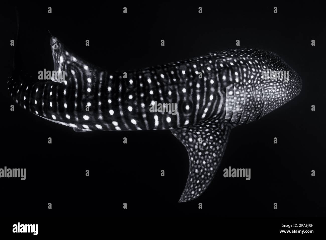 Whale shark swimming in ningaloo hi-res stock photography and images ...
