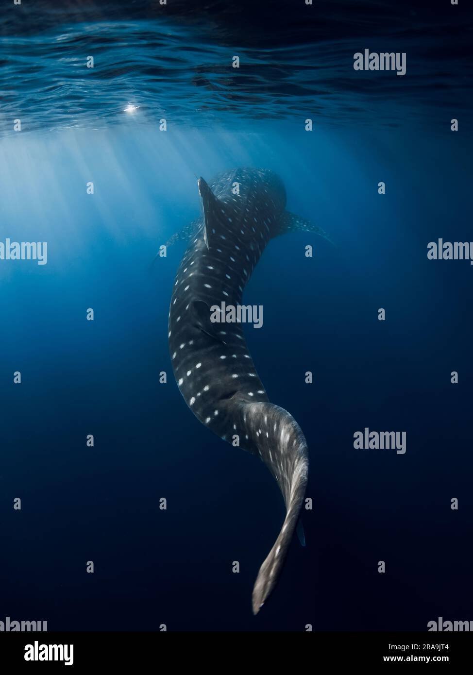 Whale shark tail in deep blue ocean. Silhouette of giant shark swimming ...