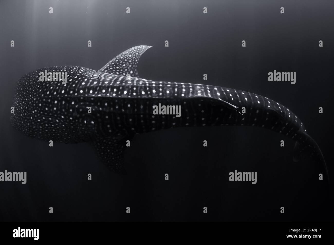 Whale shark swimming in deep ocean. Amazing spot patterns of the worlds ... Whale shark swimming in deep ocean. Amazing spot patterns of the worlds ...