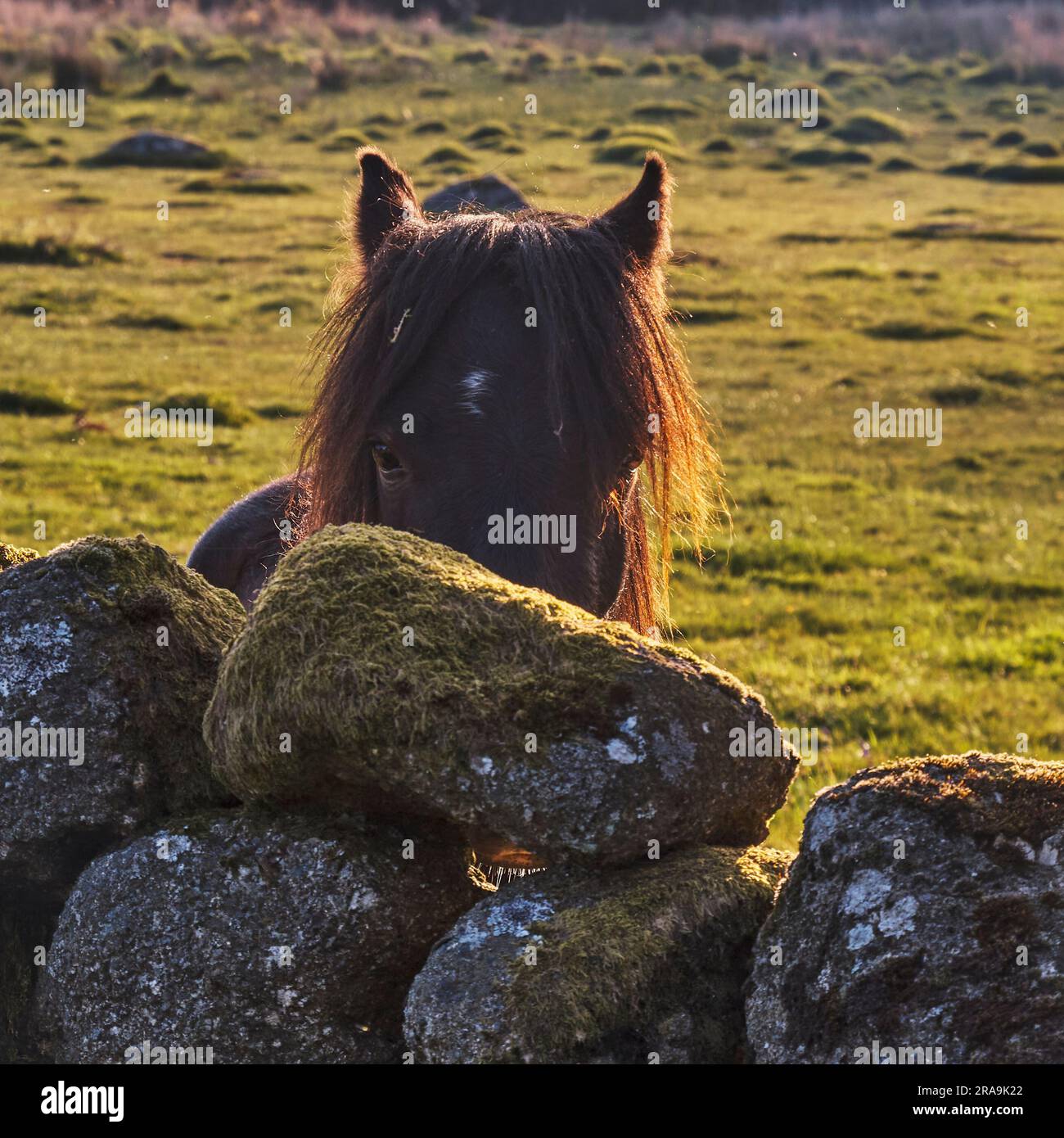 Dartmoor pony looking over wall Stock Photo - Alamy