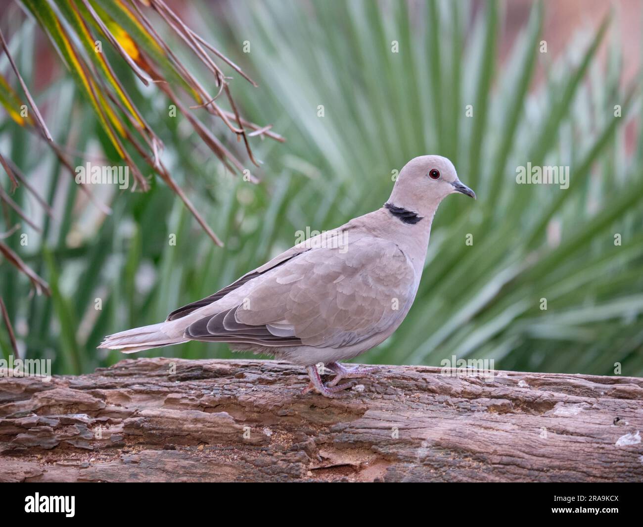 Eurasian Collared-dove (Streptopelia decaocto) on a trunk. Zoo Bioparc ...