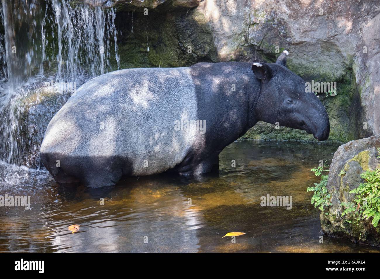Malayan tapir. Zoo Bioparc Fuengirola, Málaga, Spain Stock Photo - Alamy