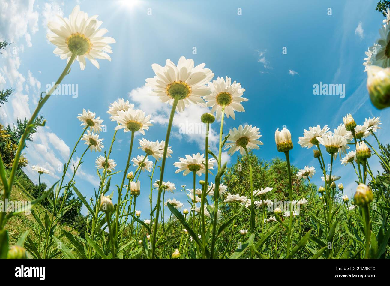 Beautiful white daisy field. Chamomile flowers stretching to the sun ...
