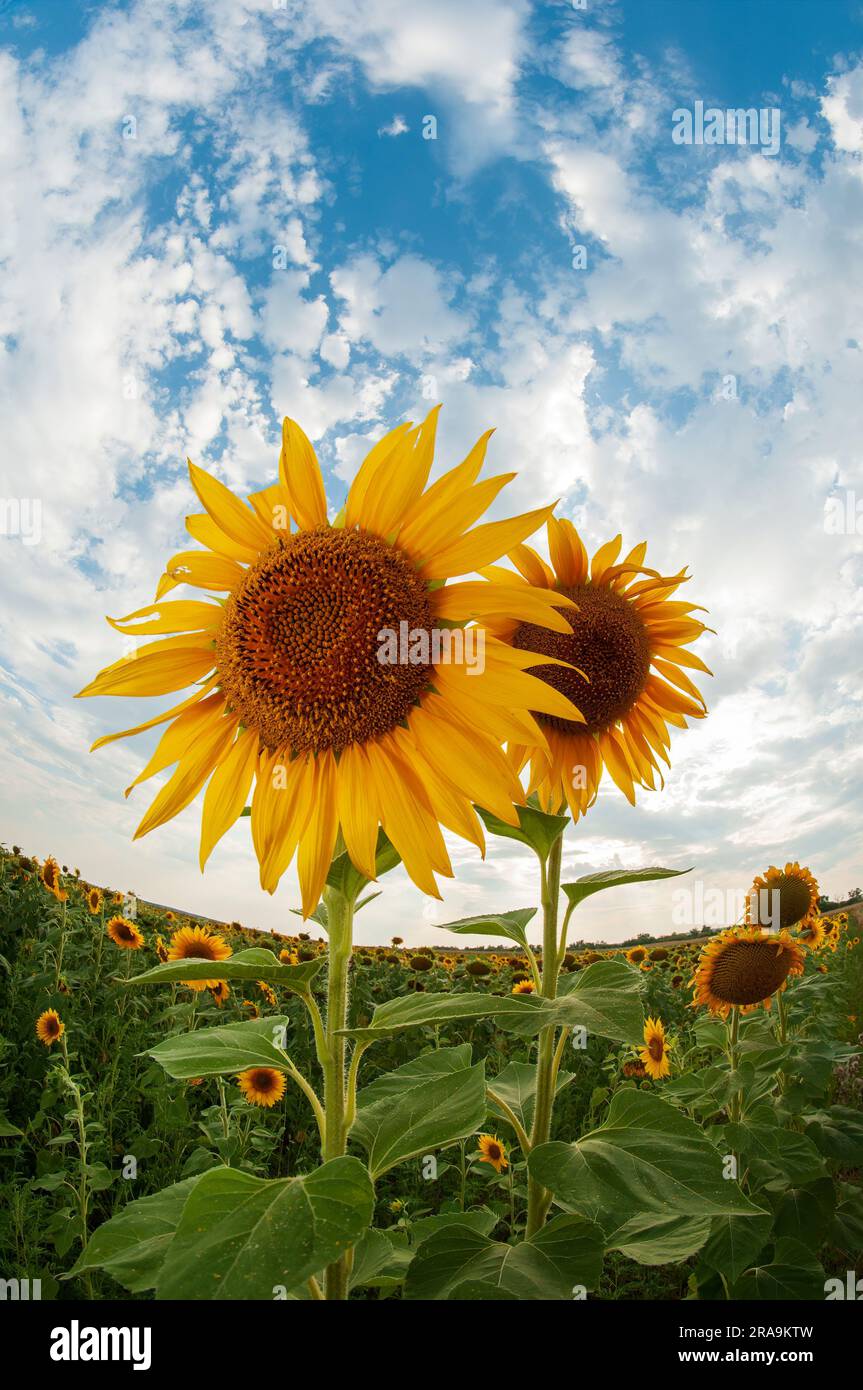Portrait orientation photo of beautiful sunflowers taken with wide ...