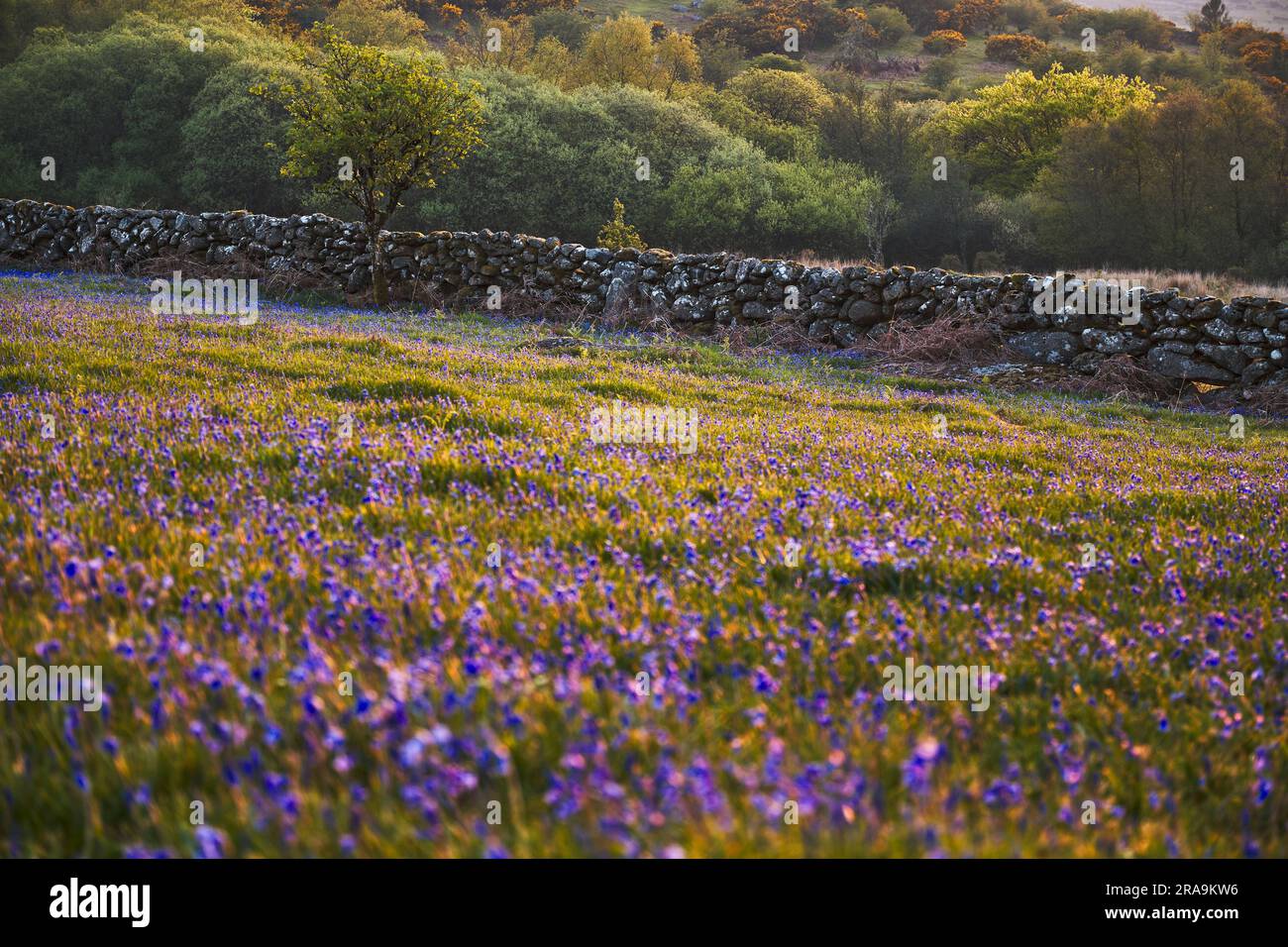 English Bluebells (Hyacinthoides non-scripta) and dry stone wall in an ...