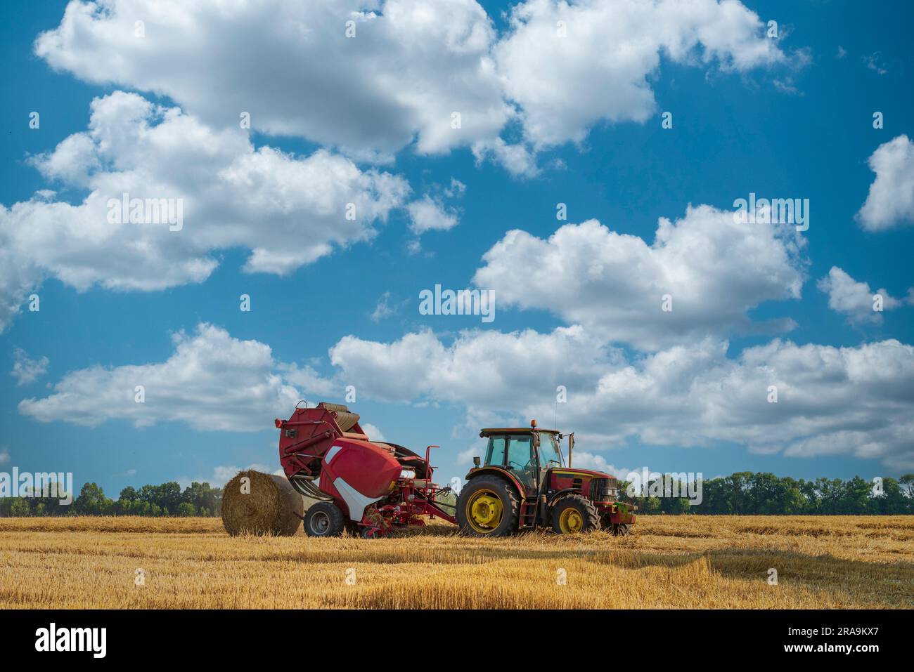 Red tractor makes hay bales during cut on the wheat field with blue sky ...