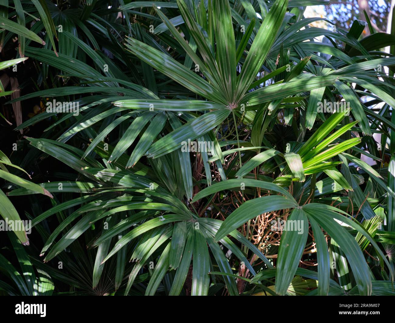 Rhapis excelsa, also known as broadleaf lady palm or bamboo palm Stock ...