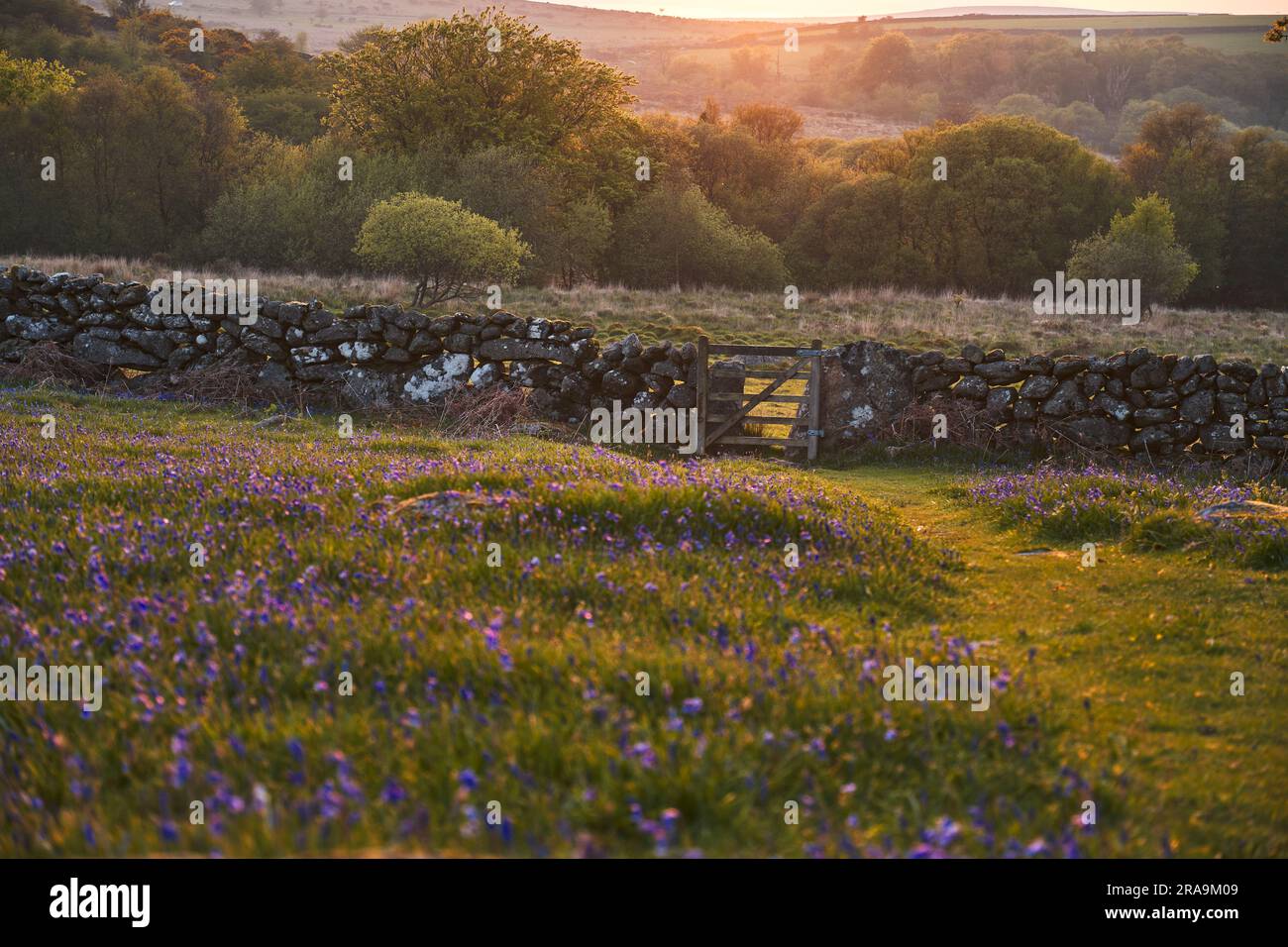 English Bluebells (Hyacinthoides non-scripta) and dry stone wall in an ...