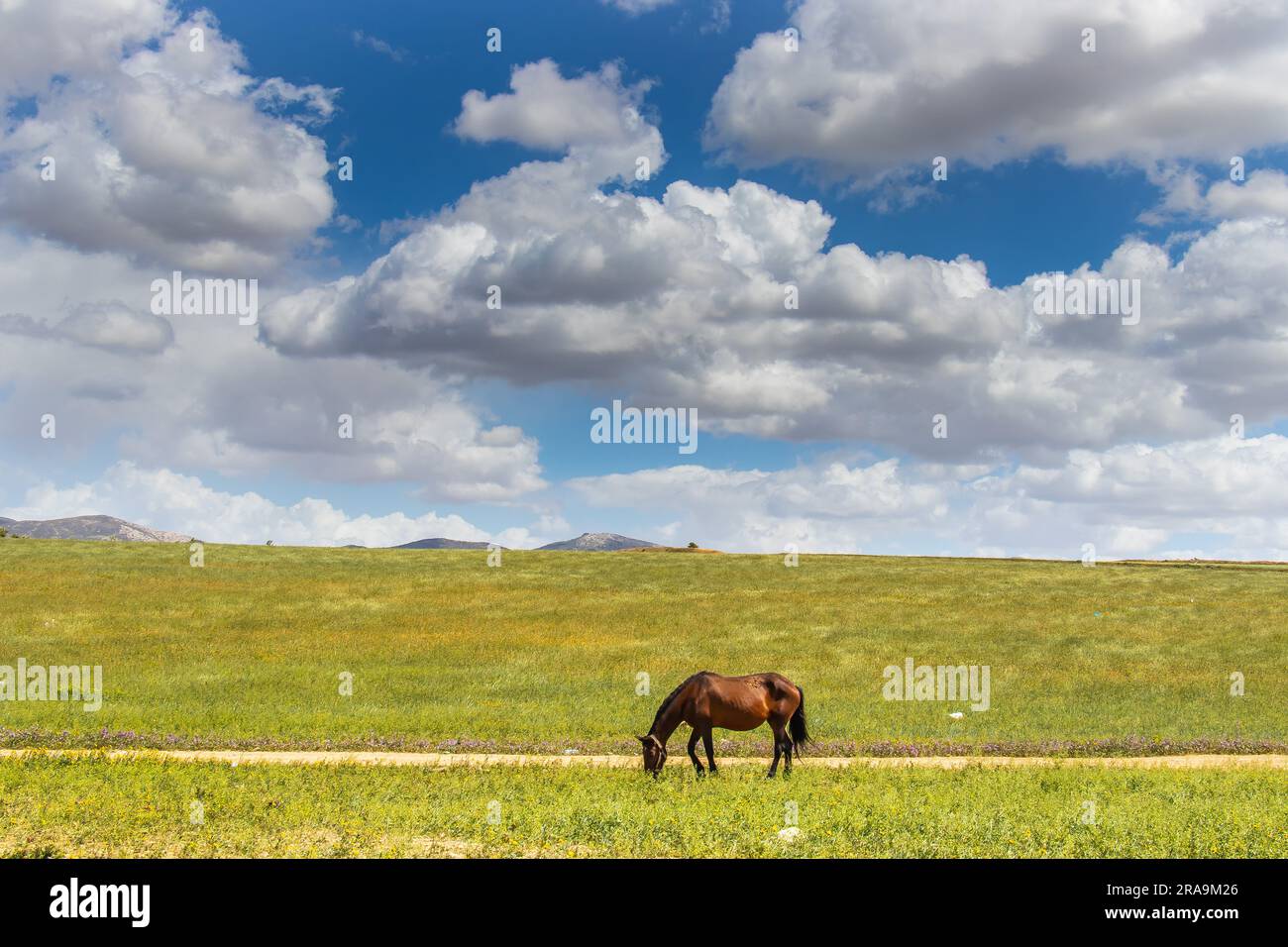 Hucul pony hi-res stock photography and images - Alamy