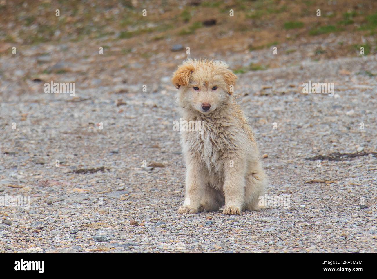 Maremmano-Abruzzese Sheepdog: A Majestic and Protective Dog Breed Stock ...