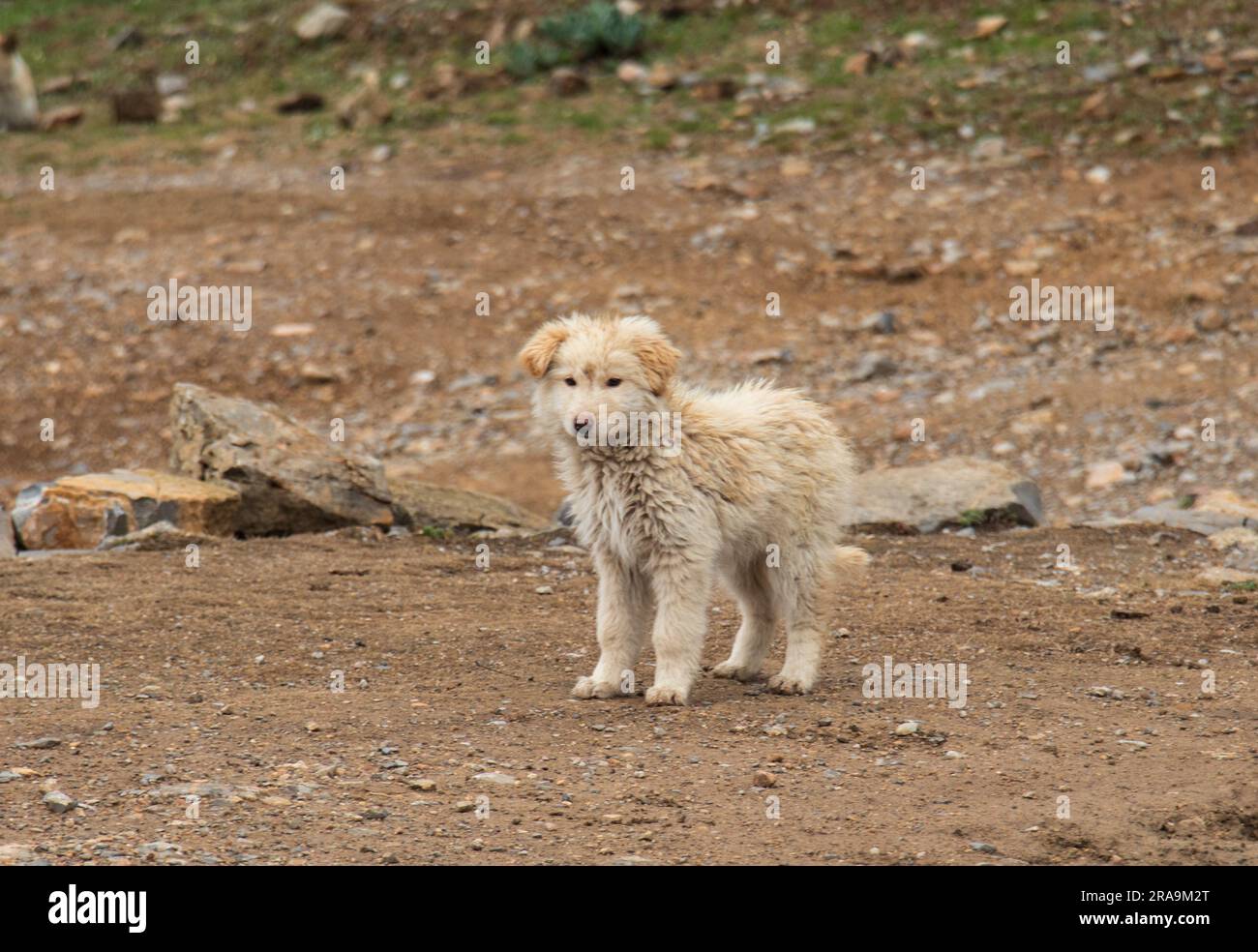 Maremmano-Abruzzese Sheepdog: A Majestic and Protective Dog Breed Stock ...