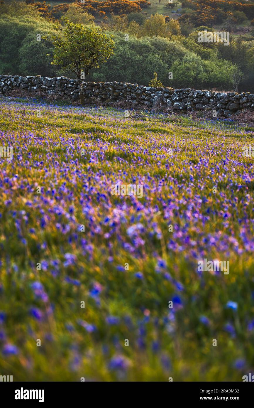 English Bluebells (Hyacinthoides non-scripta) and dry stone wall in an ...