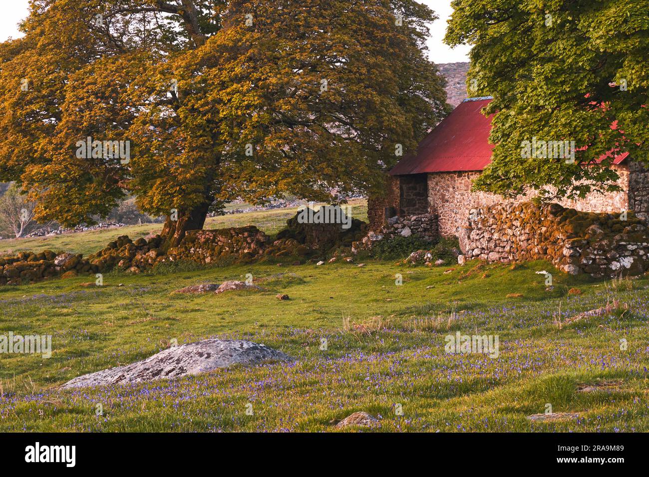 English Bluebells (Hyacinthoides non-scripta) in ancient field with red ...