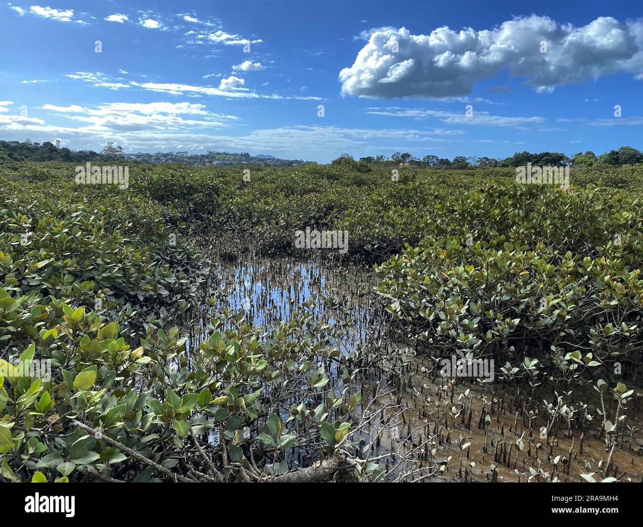 Green young Mangrove trees and pnematophores - roots growing from the ...