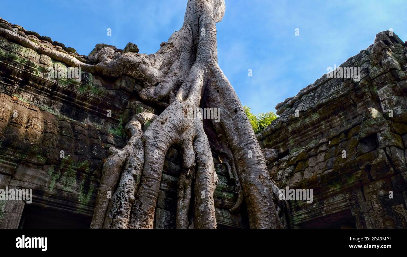 A testament to the power of nature, as seen in the giant roots of ...