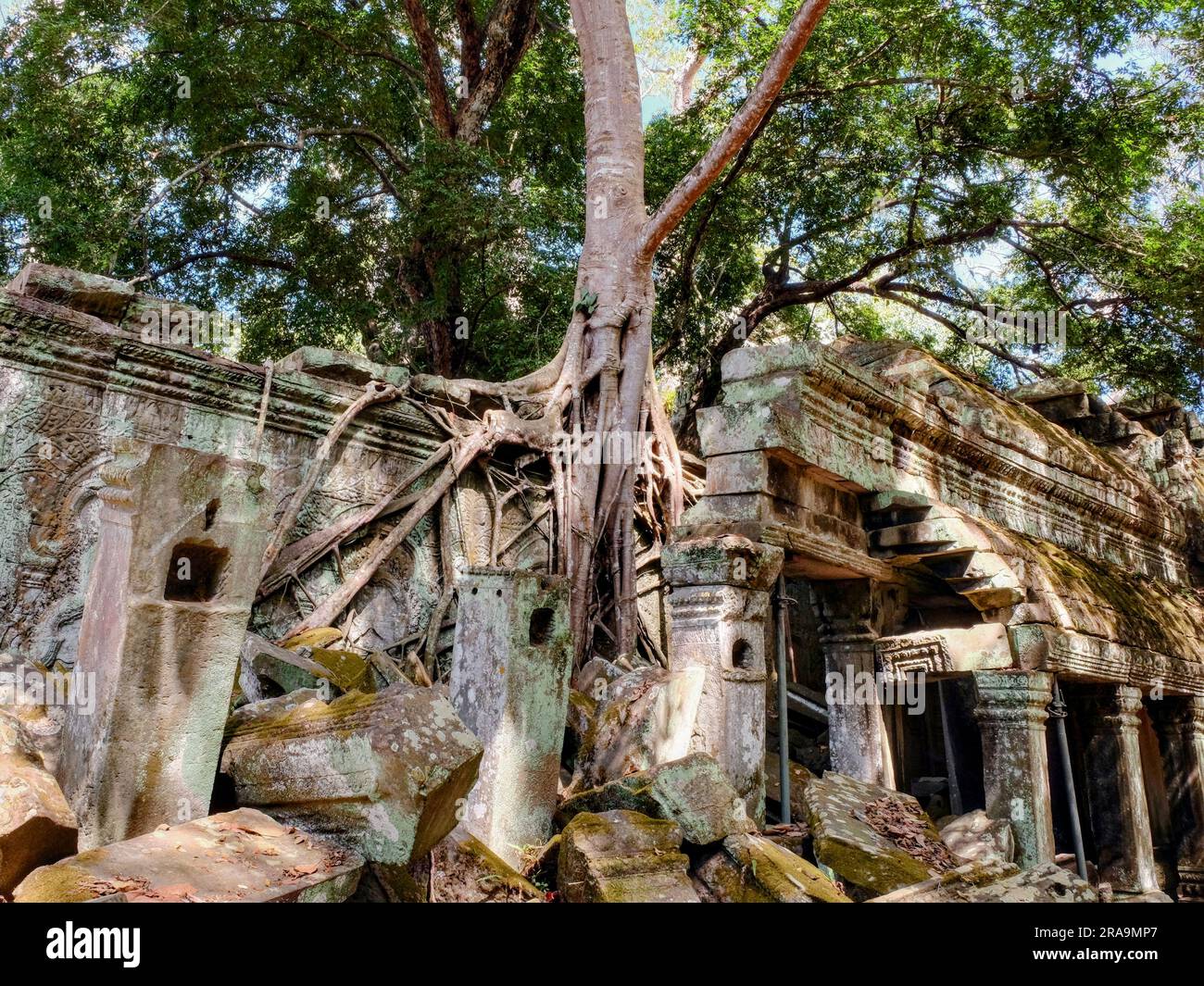 Huge roots of tropical trees on top of ancient stone structures in the ...
