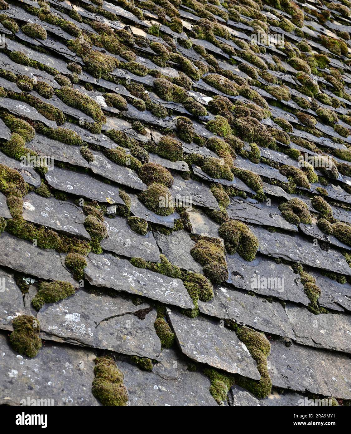 Moss growing on an old slate roof Stock Photo - Alamy