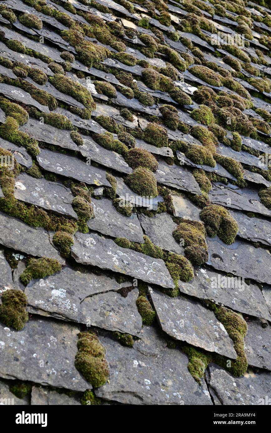 Old mossy roof tiles hi-res stock photography and images - Alamy