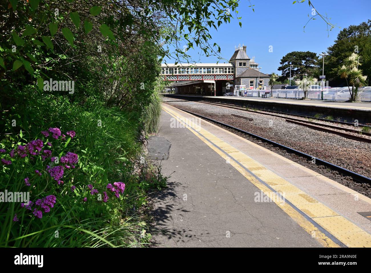 Red valerian growing beside the platform at Torquay railway station ...