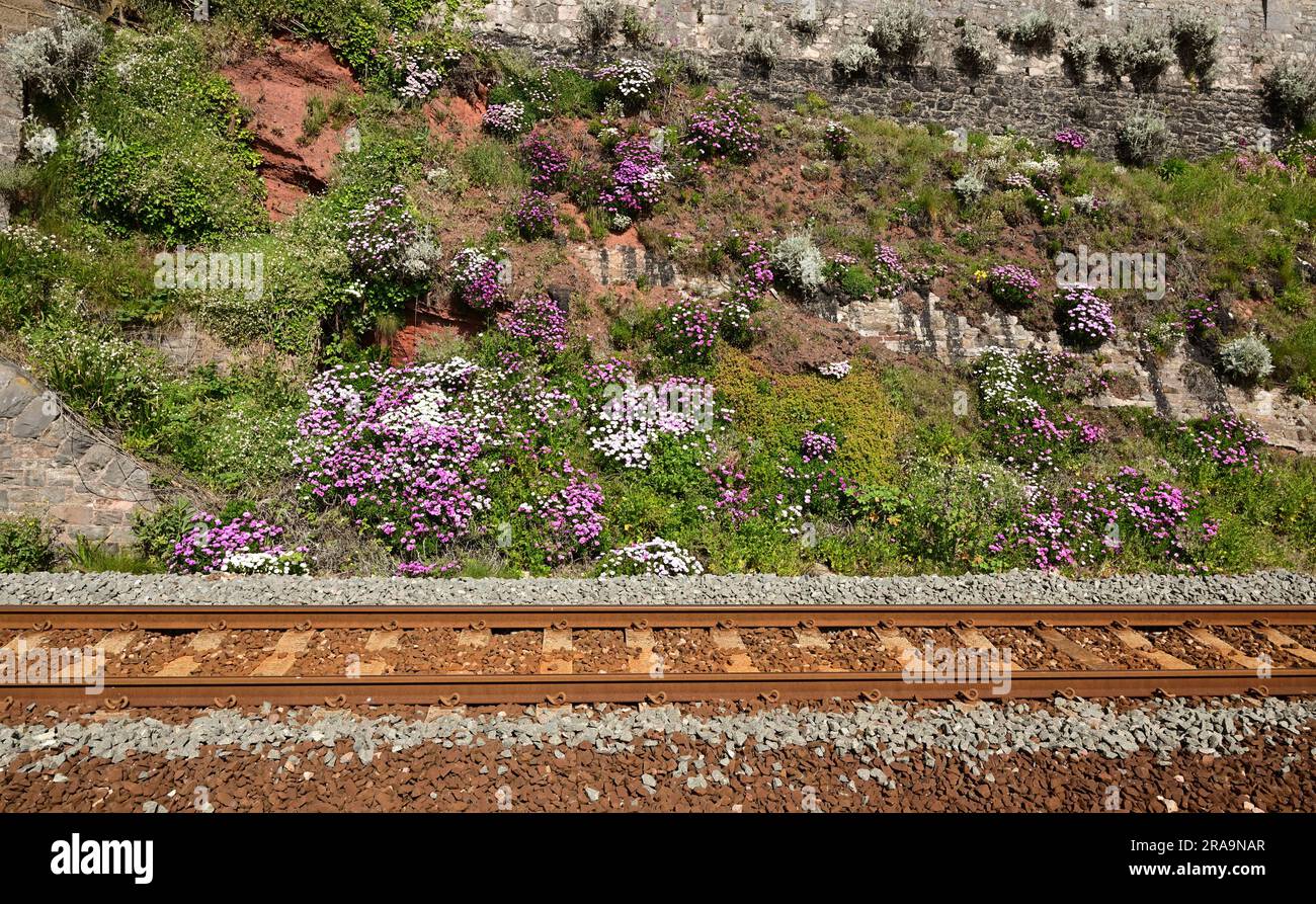 Wildflowers growing on the cliff-face beside the main railway line at ...