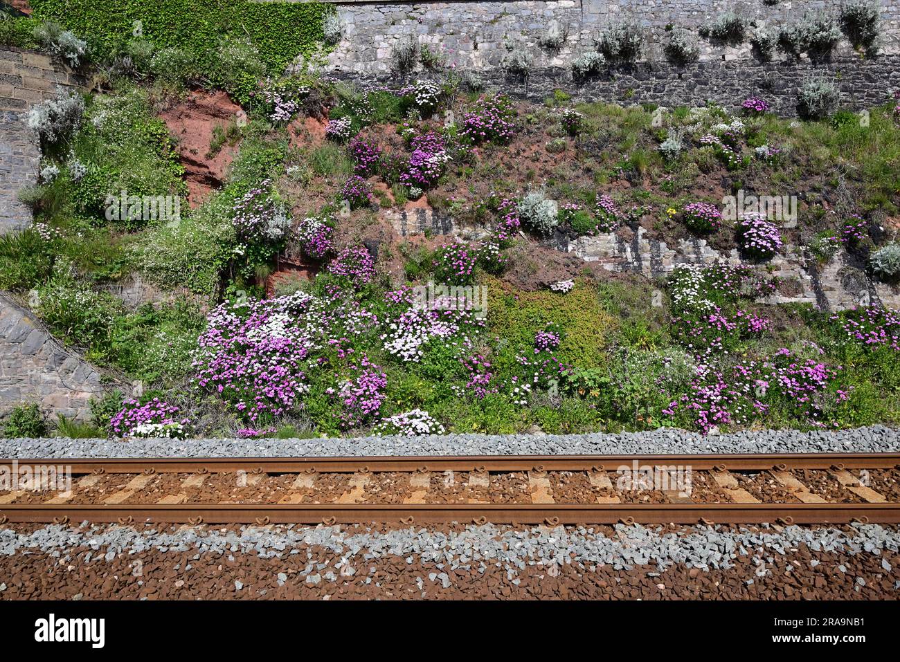 Wildflowers growing on the cliff-face beside the main railway line at ...