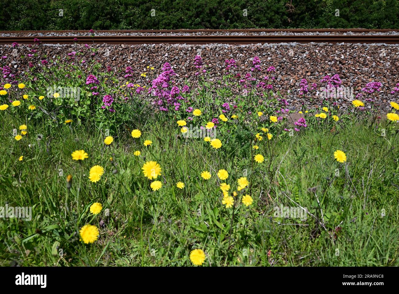 Wildflowers growing beside the main railway line at Dawlish, South ...