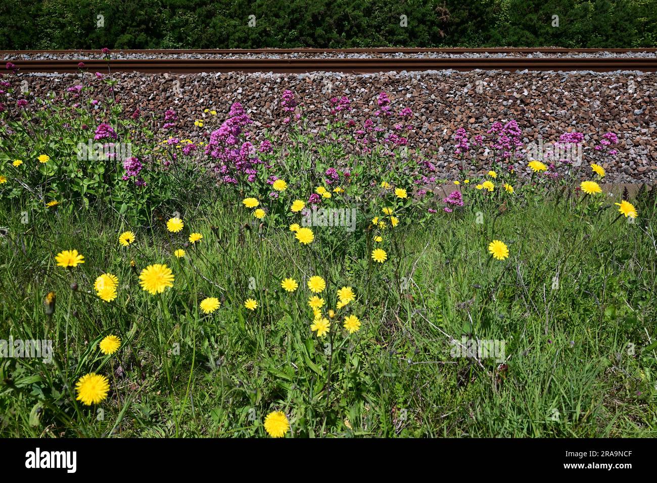 Wildflowers growing beside the main railway line at Dawlish, South ...