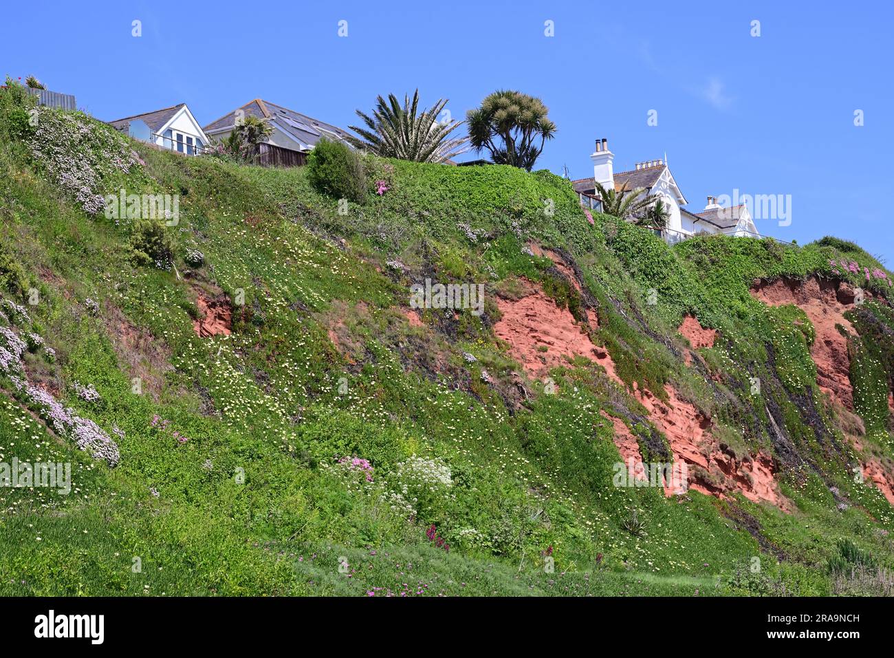 Wildflowers growing on the red sandstone cliffs above the railway line ...