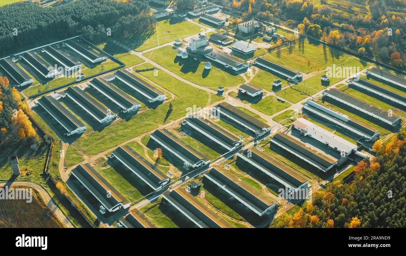 Aerial View Modern chicken farm, barns, Sheds. Bird's-eye View In Sunny ...