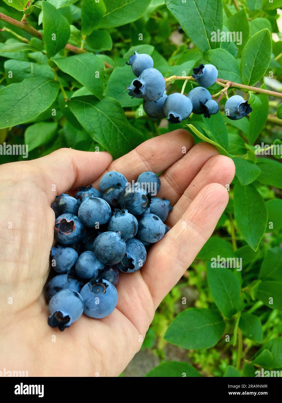 American blueberry hi-res stock photography and images - Alamy