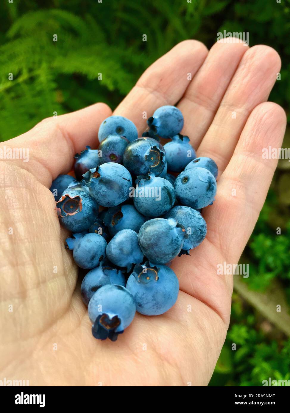 Womans hand blueberries hi-res stock photography and images - Alamy