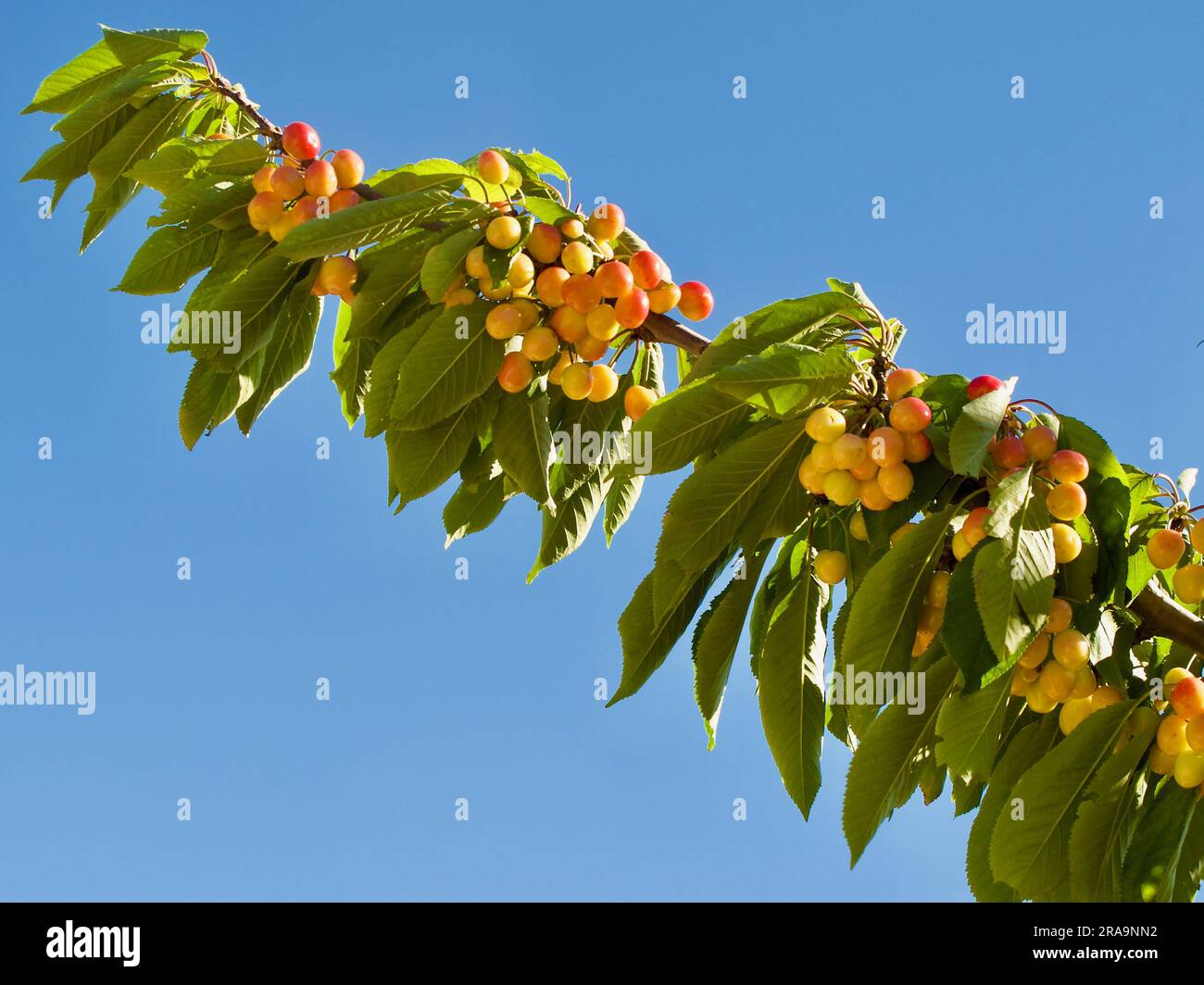 June berry tree hi-res stock photography and images - Alamy