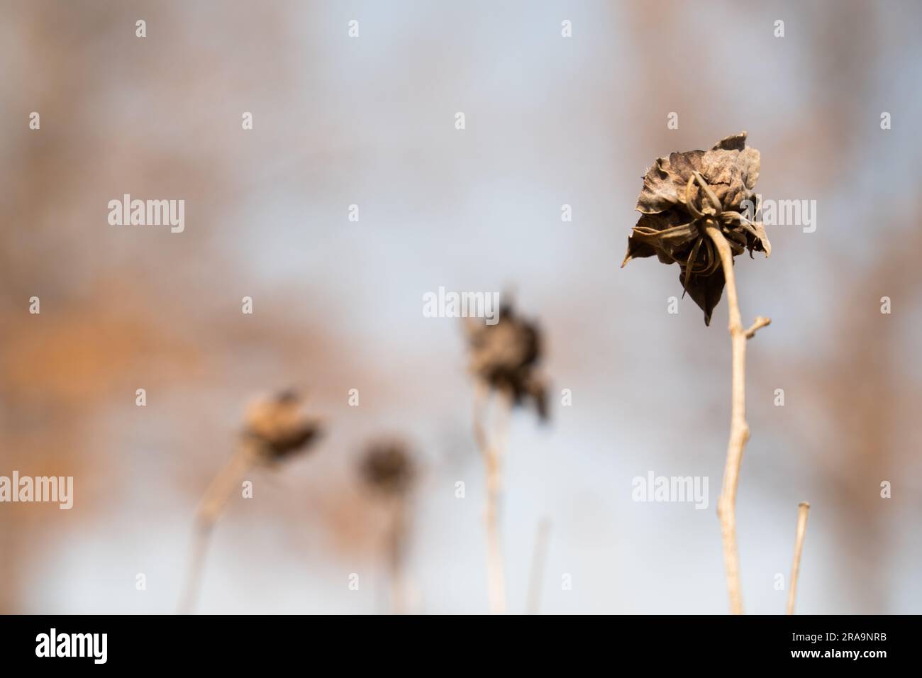 Delicate dry flower in winter in February in Geyongju, South Korea ...