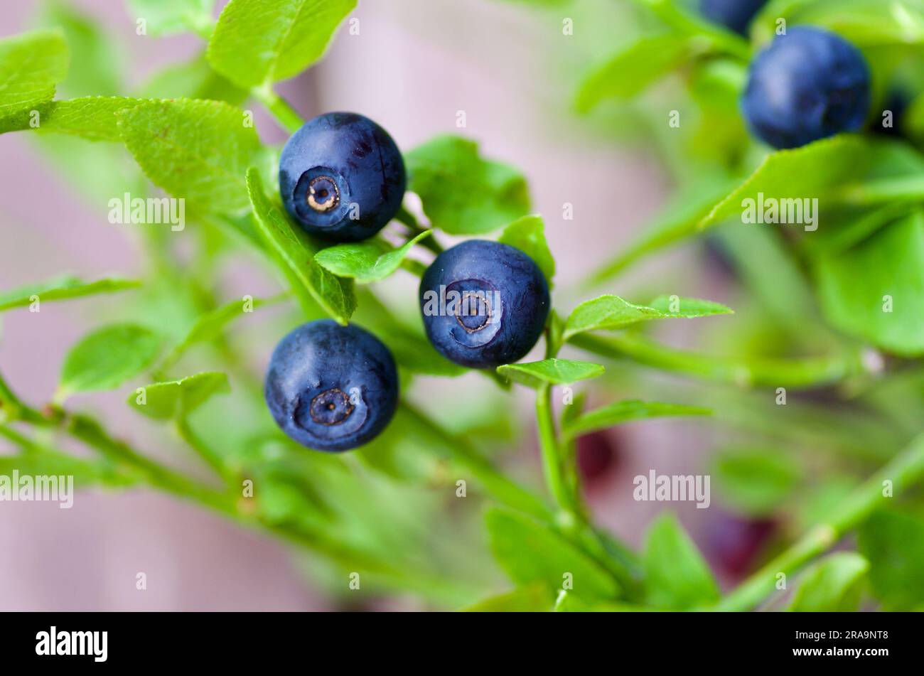 Forest ripe berry blueberry vaccinium hi-res stock photography and ...