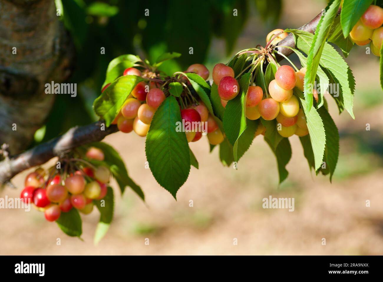 June berry tree hi-res stock photography and images - Alamy