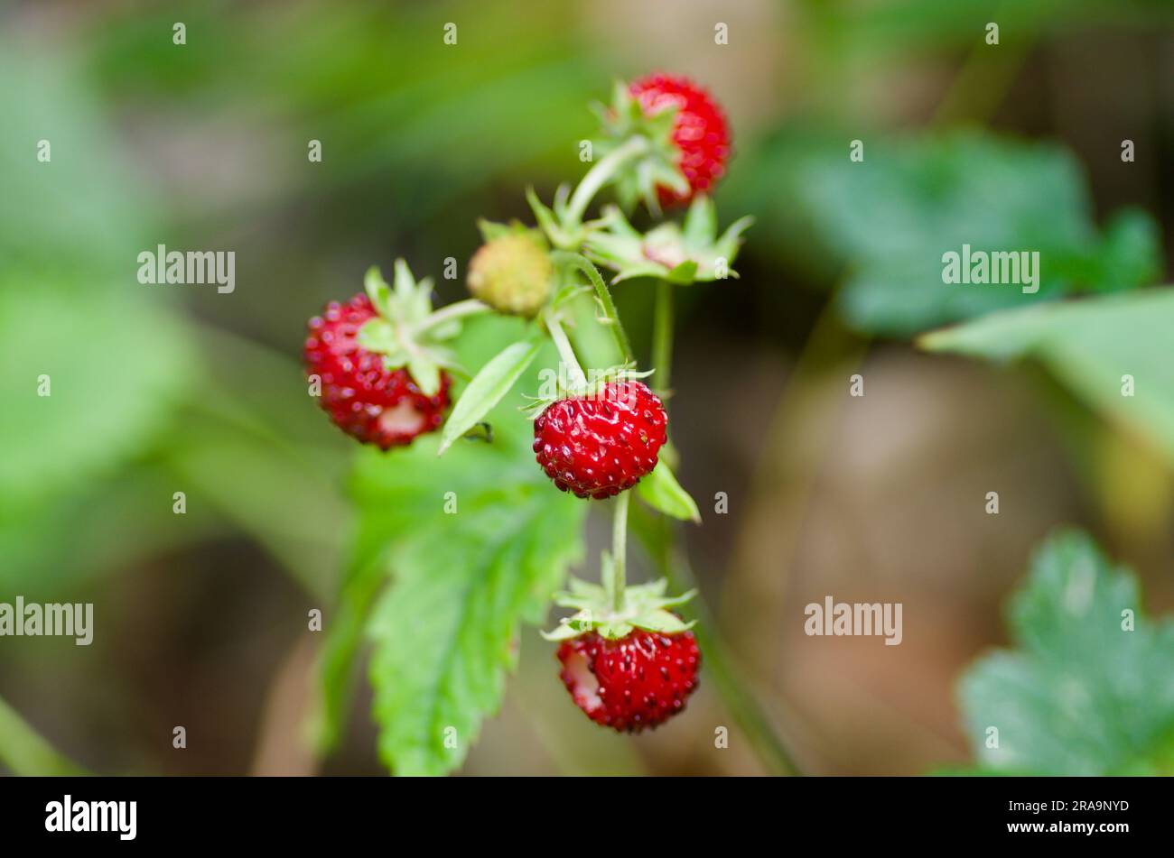 Wild Strawberry Plants Poisonous