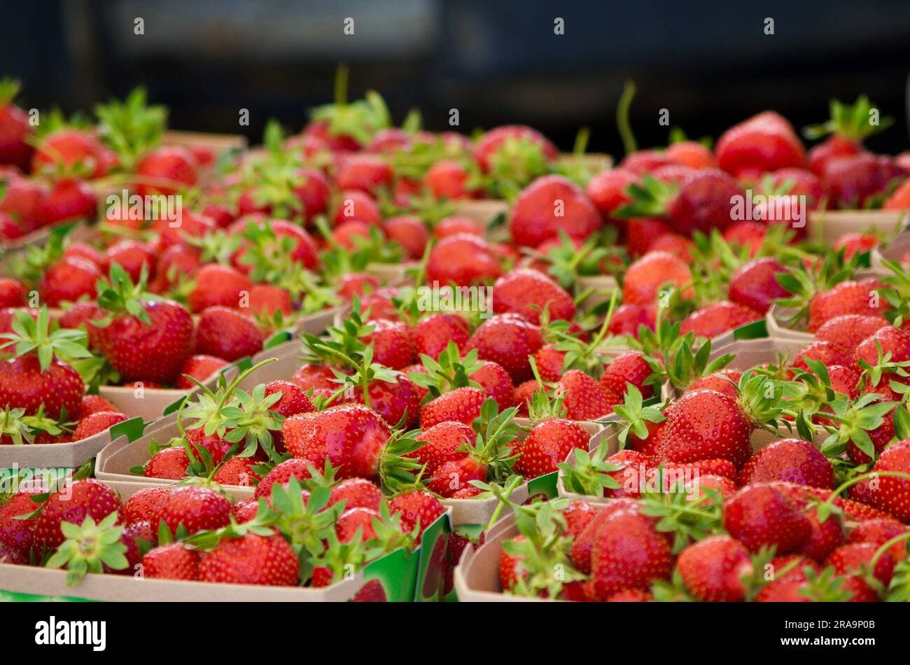 Fresh red strawberries in fruit boxes for sale at the farmers market in ...