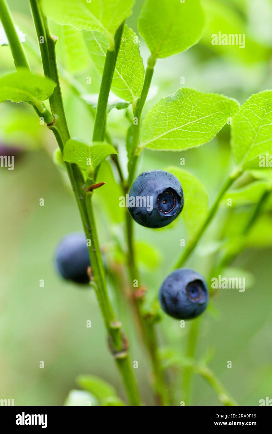 Sprig with fresh ripe european blueberries in forest in summer Stock ...