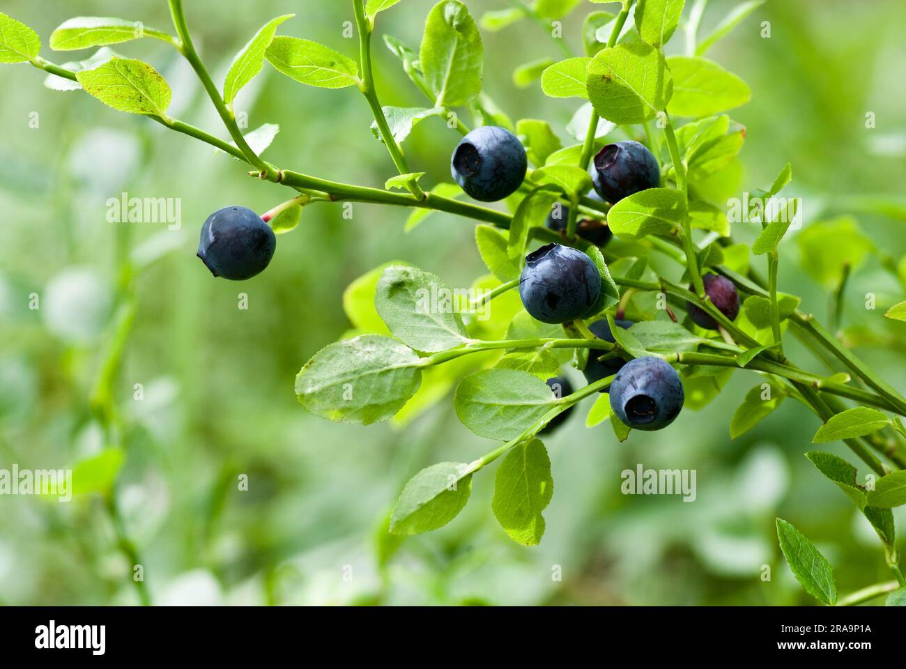Blueberries in forest hi-res stock photography and images - Alamy