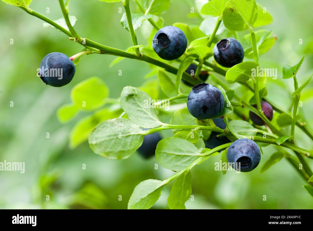 Blueberries in forest hi-res stock photography and images - Alamy