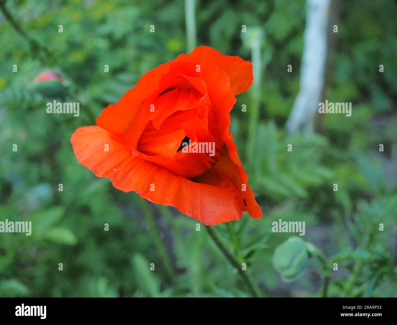 Pollinator friendly native garden hi-res stock photography and images ...
