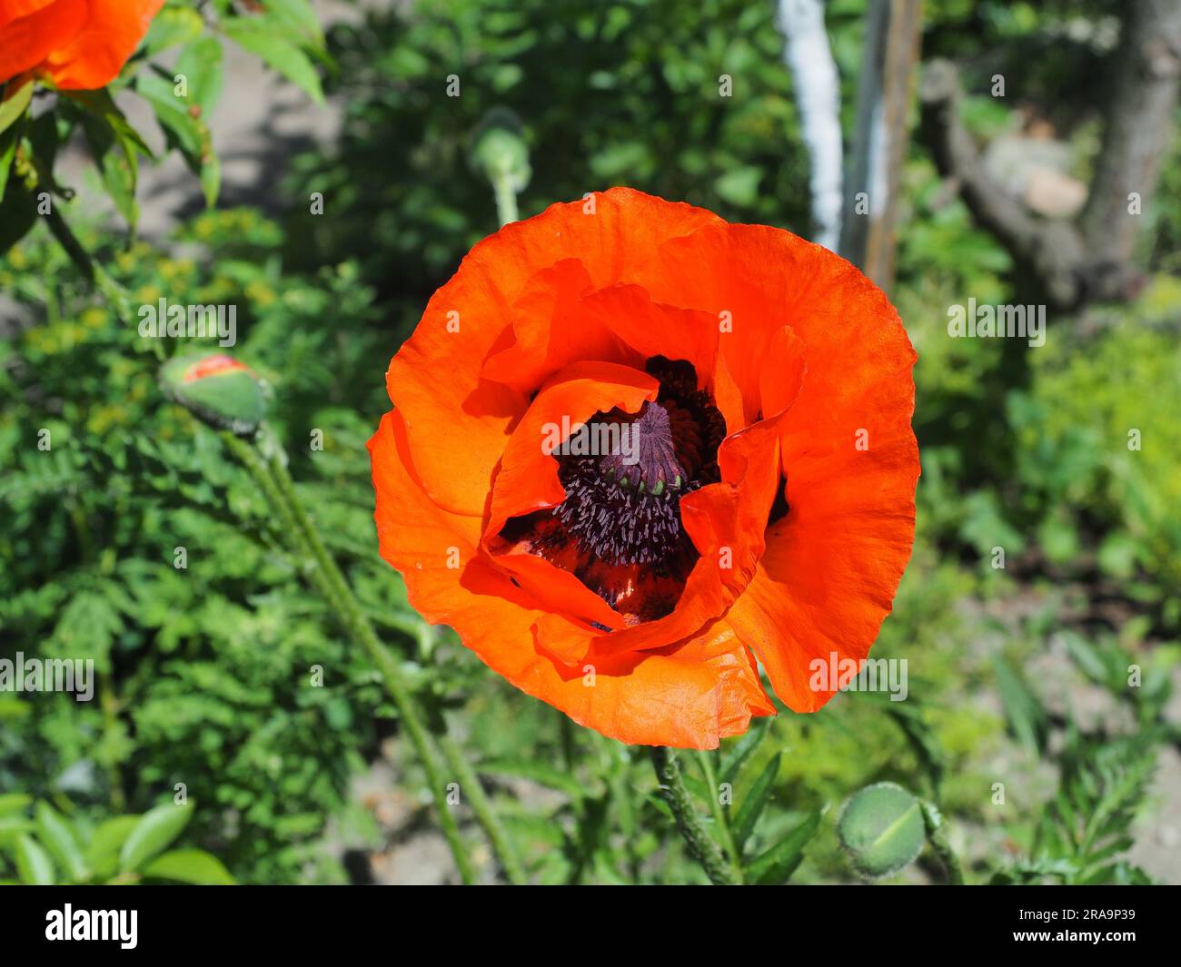 Pollinator friendly native garden hi-res stock photography and images ...